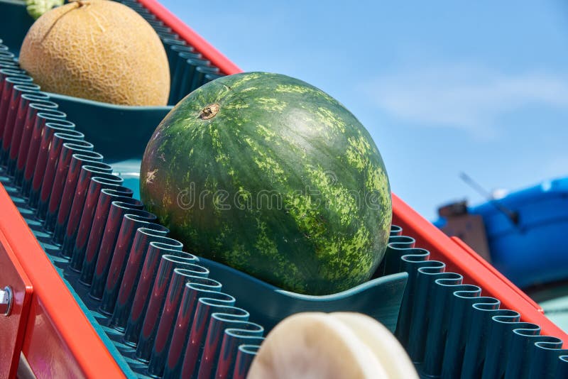 Loader for Delicate Loading of Melon Crops. Agricultural Machinery ...