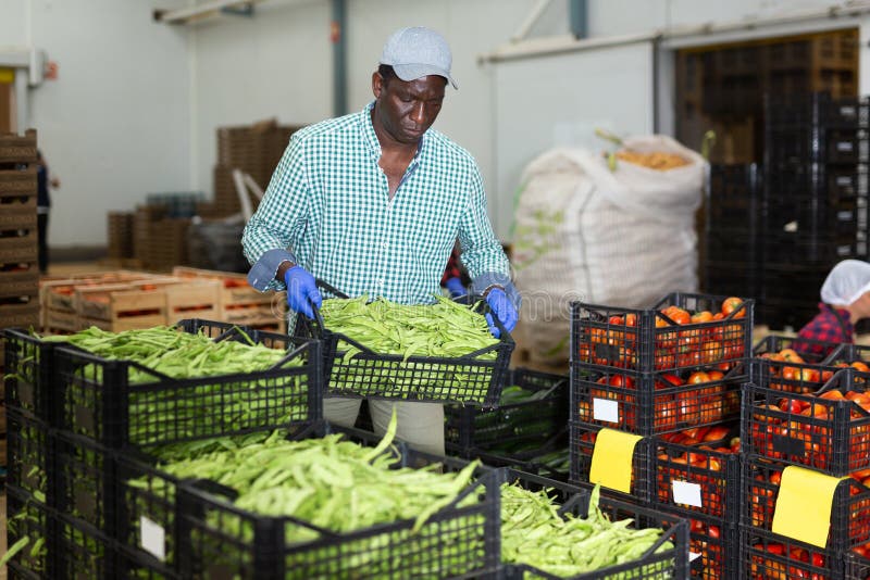 Loader Dragging Boxes of Beans in Vegetable Processing Factory Stock ...