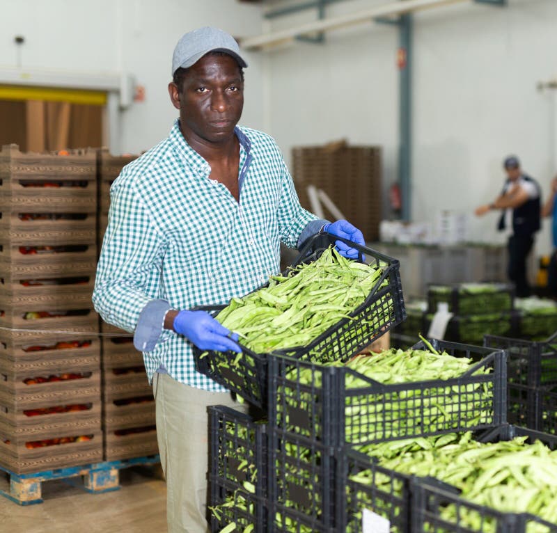 Loader Dragging Boxes of Beans in Vegetable Processing Factory Stock ...