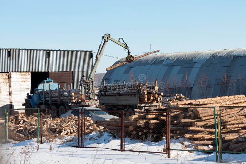 Loader Loads the Logs into a Truck Timber Stock Photo - Image of tree ...