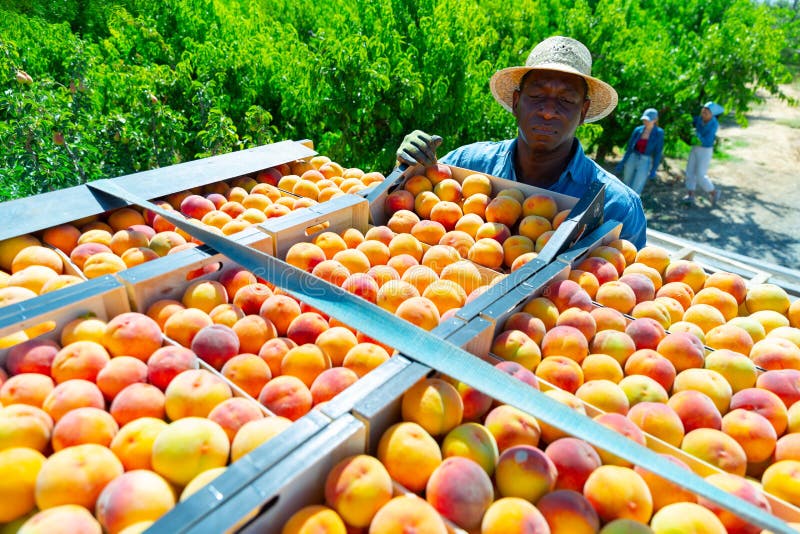 Loader Puts Crates of Ripe Peaches in Back of Car Stock Image - Image ...