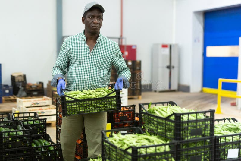 Loader Stacks Crates of Beans in Factory Warehouse Stock Image - Image ...