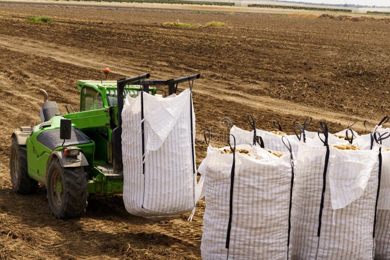 The Loader Transports Fresh Potatoes Harvested To the Field Stock Image ...