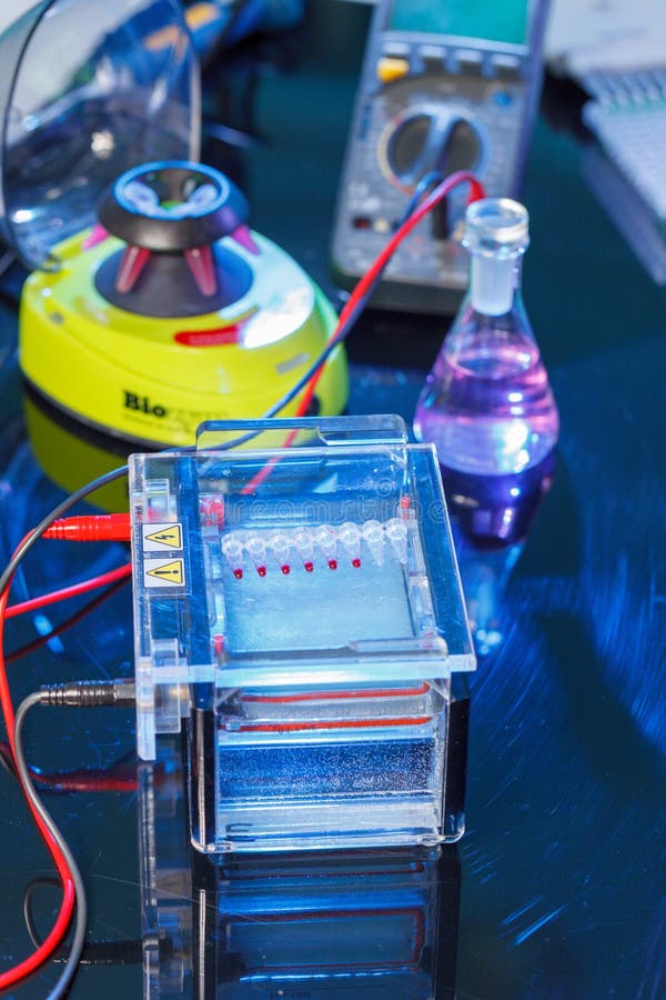 Loading Amplified DNA Samples To Agarose Gel with Multichannel P Stock ...
