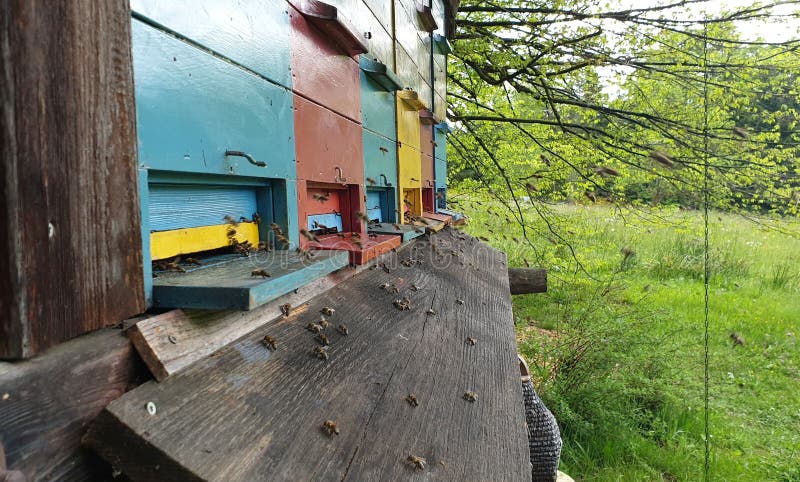 Loading Beehive Colourful in the Spring Beekeeping Stock Image - Image ...