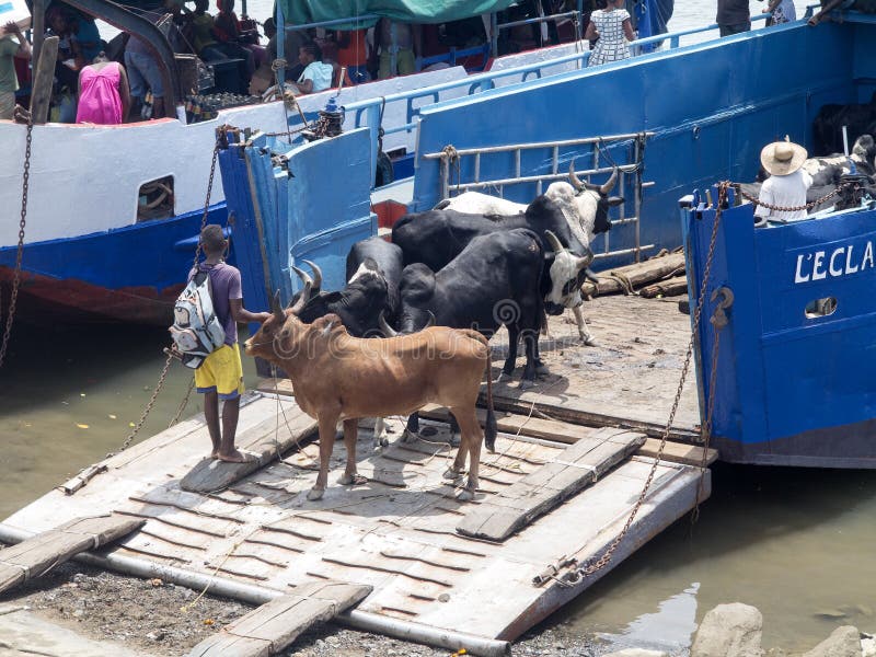 Loading Cattle Onto Ships in the Port of Nosy Be, Madagascar Editorial ...