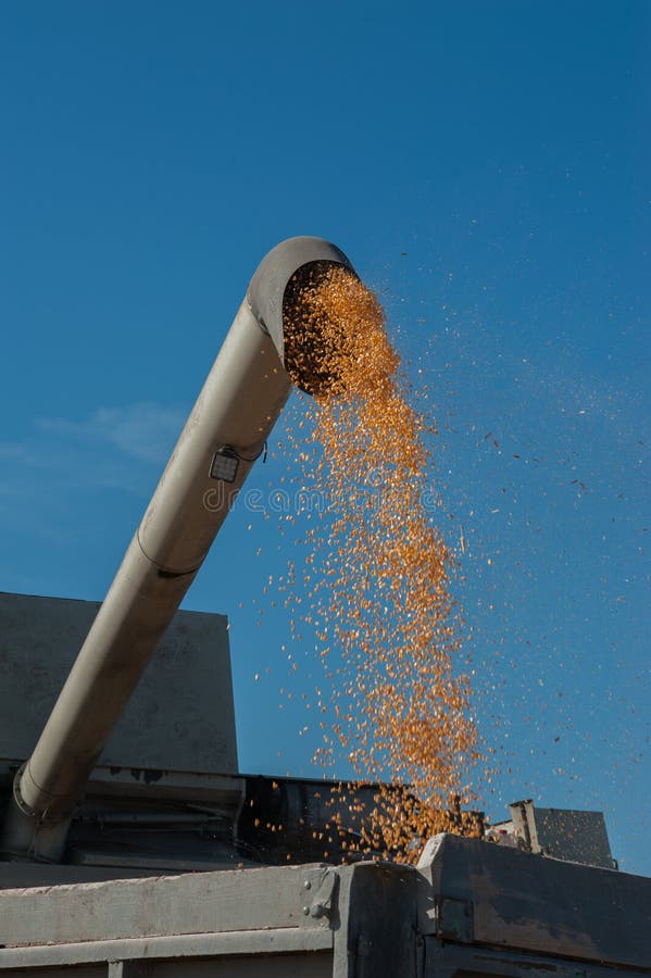 Loading Corn for Storage at a Grain Elevator Stock Photo - Image of ...