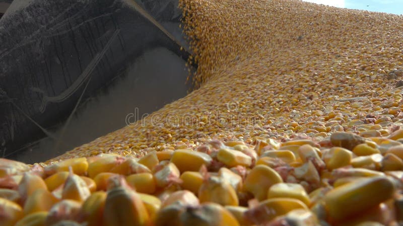 Loader Bucket Loading Grain Close Up. Big Heap of Grain Corn in a ...