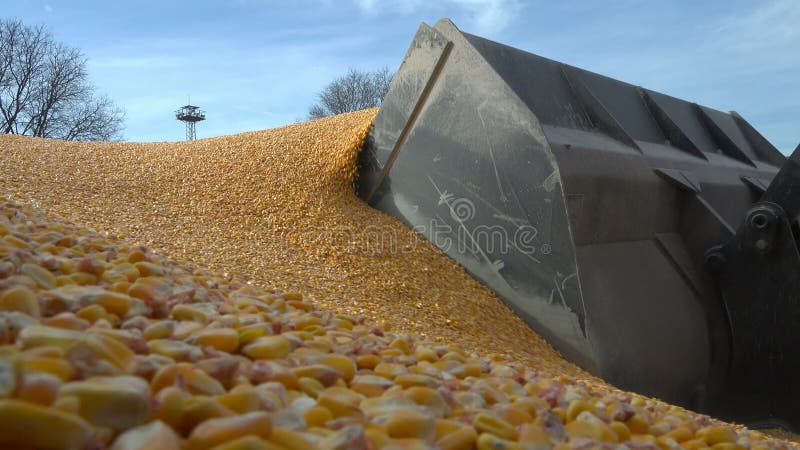Loader Bucket Loading Grain Close Up. Big Heap of Grain Corn in a ...