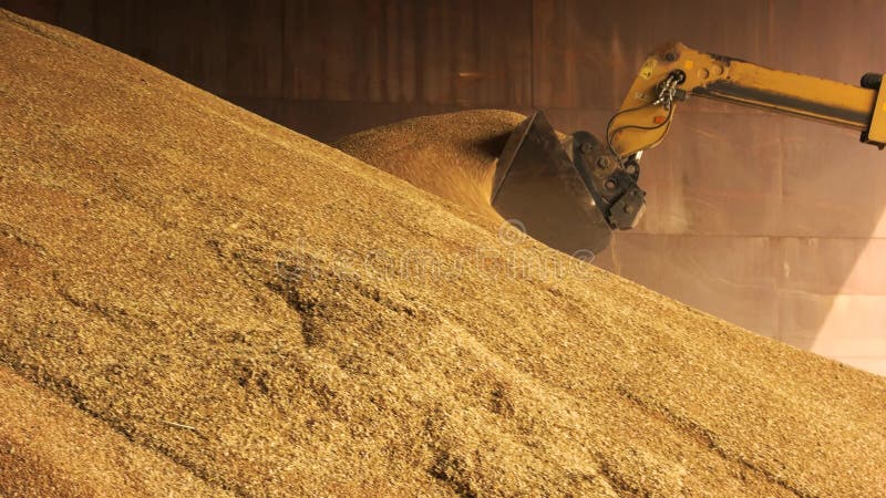 Loading Grain into a Ship, a Ship for Transporting Grain. Wheat ...