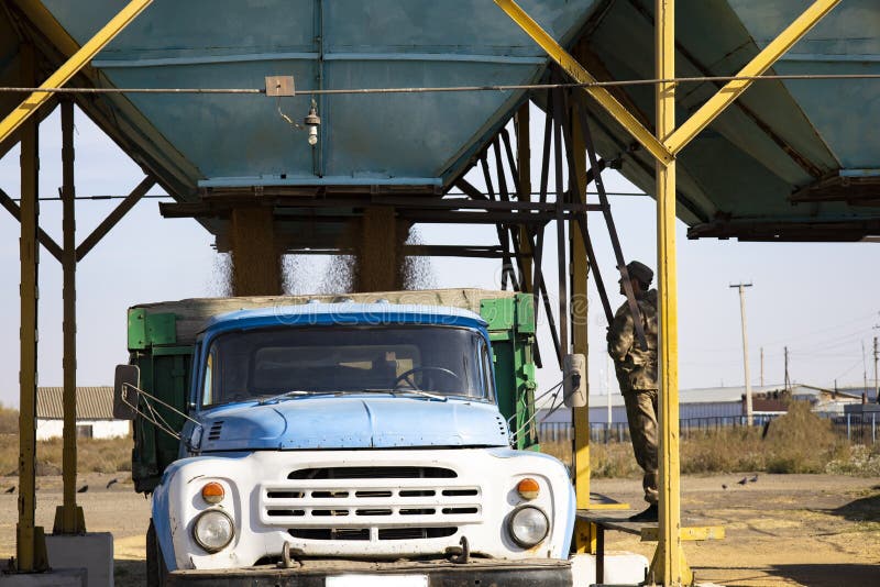 Loading of Grain from the Bins of the Cleaning Machine into the Truck ...