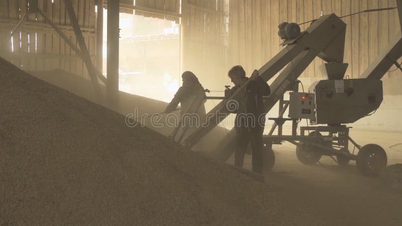 Loading of Grain by a Loader. Harvest Season, Work in the Field Stock ...