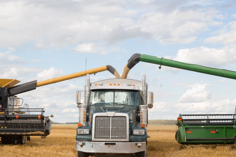 Loading Grain by Trucks Onto the Elevator into Metal Containers Stock ...