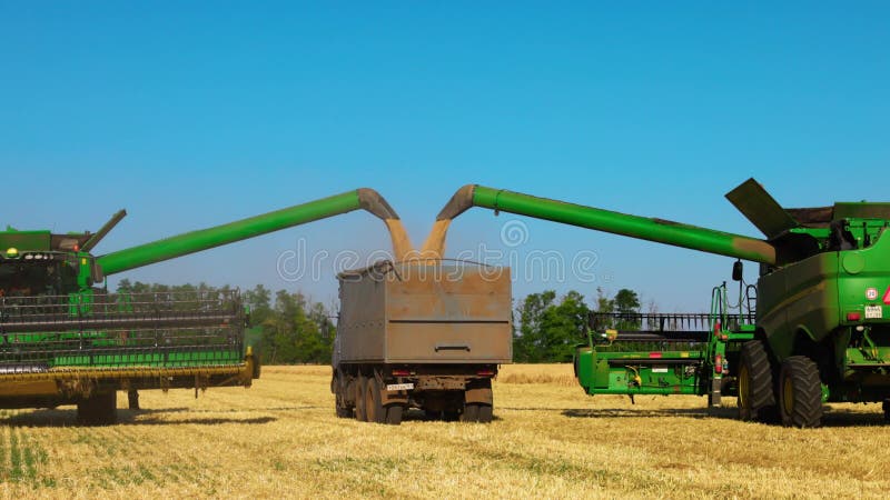 Loading of Grain by a Loader. Harvest Season, Work in the Field Stock ...