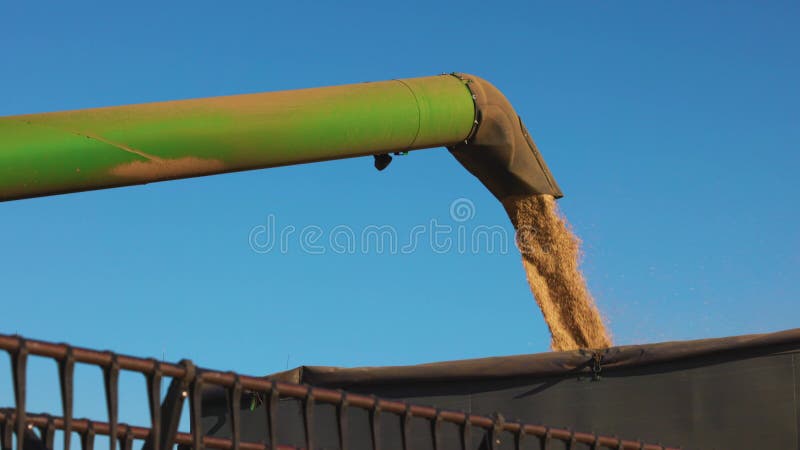 Loading of Grain by a Loader. Harvest Season, Work in the Field Stock ...