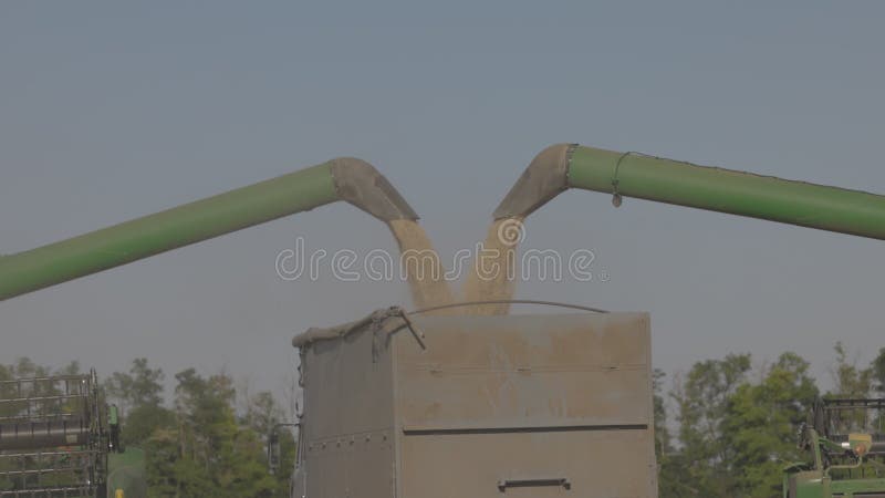 Loading of Grain by a Loader. Harvest Season, Work in the Field Stock ...