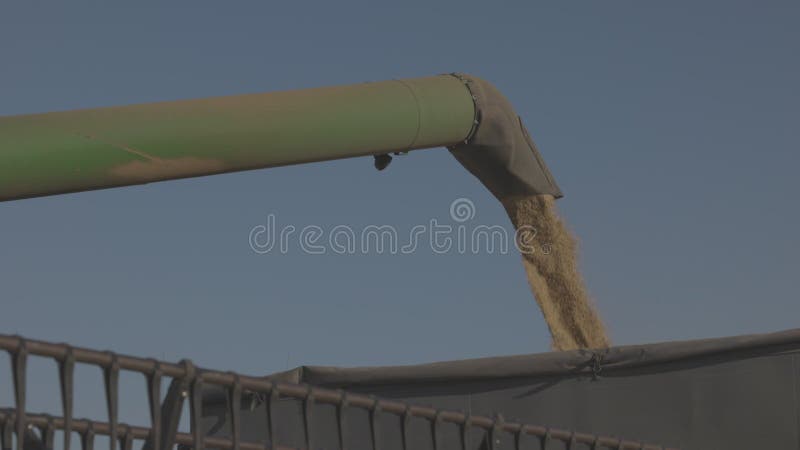 Loading of Grain by a Loader. Harvest Season, Work in the Field Stock ...