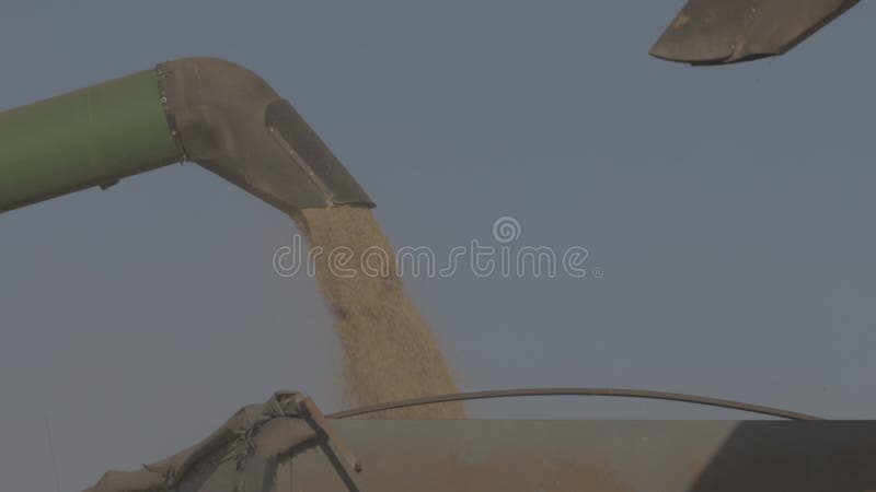 Loading of Grain by a Loader. Harvest Season, Work in the Field Stock ...