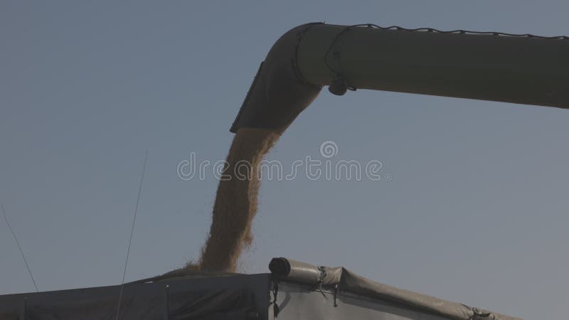 Loading of Grain by a Loader. Harvest Season, Work in the Field Stock ...