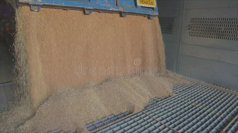 Loading Grain into Storage Silos, a Beautiful Frame of Wheat Stock ...