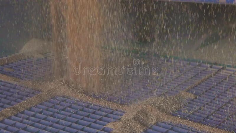 Loading Grain into Storage Silos, a Beautiful Frame of Wheat Stock ...