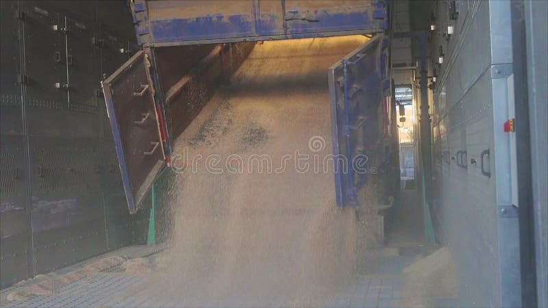 Loading Grain into Storage Silos, a Beautiful Frame of Wheat Stock ...