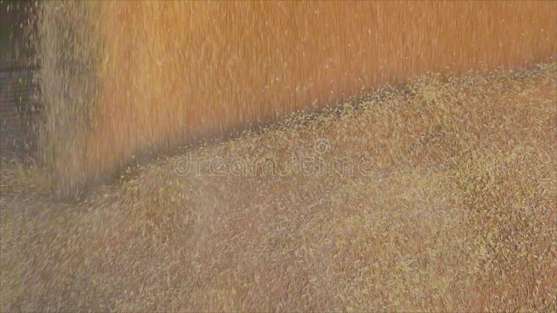 Loading Grain into Storage Silos, a Beautiful Frame of Wheat Stock ...