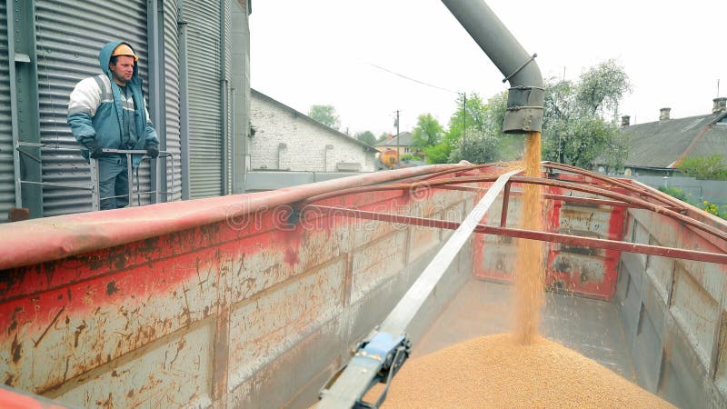 Loading Grain into a Truck. Soybeans are Loaded for Transportation ...