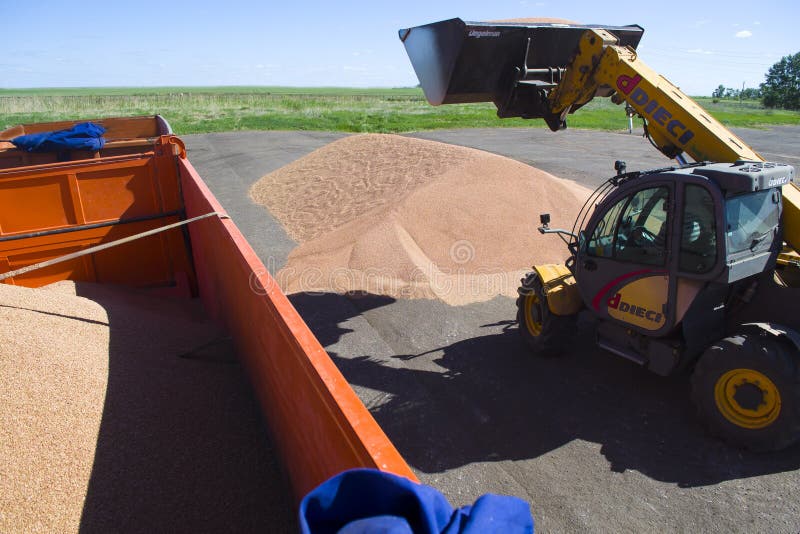 Loading Grain into a Truck, the Person Evenly Levels the Grain in the ...