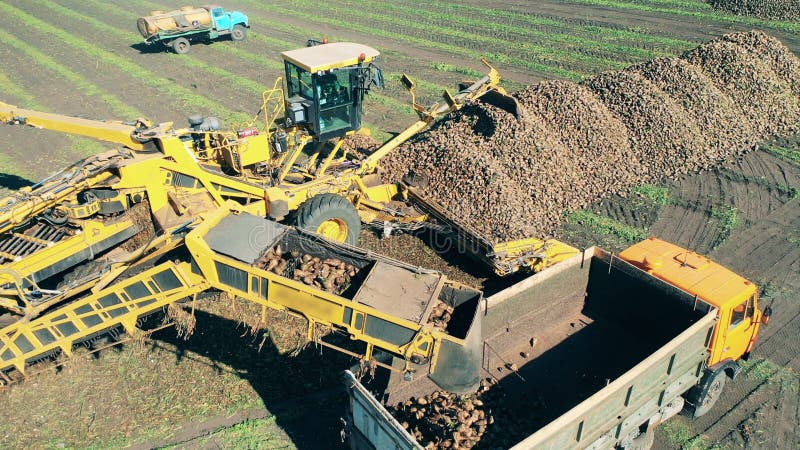 Agricultural Vehicles are Loading Harvested Root Crops To Transport ...