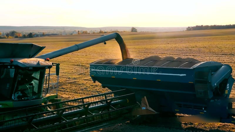 Loading of Harvested Soybeans for Transportation. Soybean Harvest ...