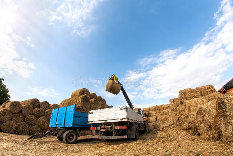 Loading hay trailer. stock photo. Image of grass, truck - 67579746