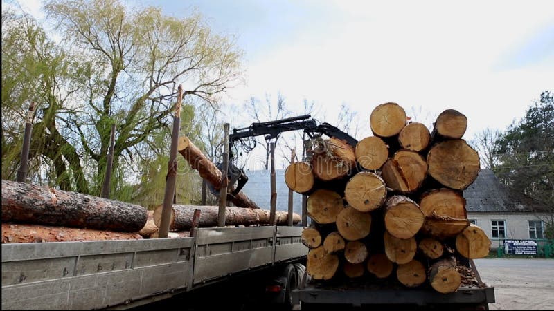 Loading Heavy Industrial Truck Trailer with Big Timber Pine, Spruce ...