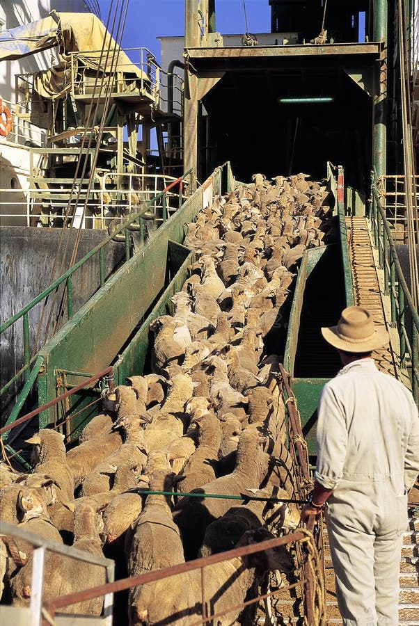 Loading Live Sheep for Export. Stock Photo - Image of animals ...