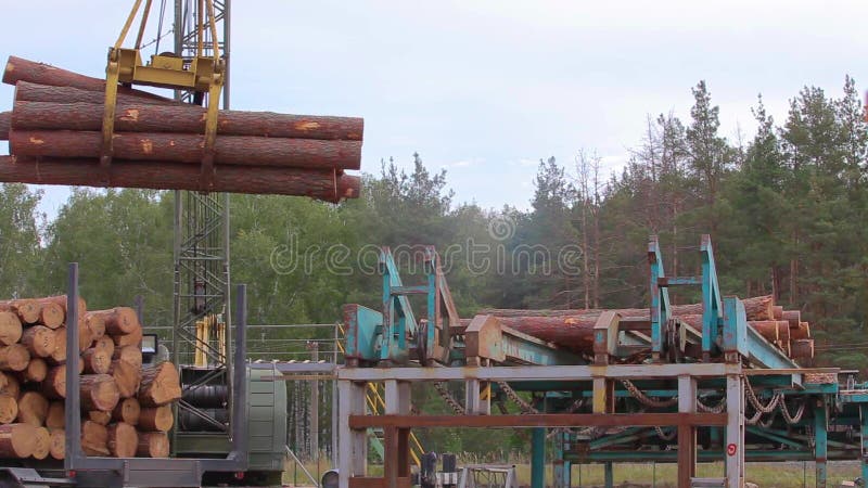 Loading Logs on the Conveyor, Crane Loads Logs on the Conveyor Stock ...