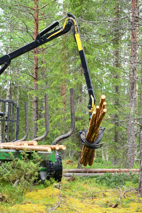 Loading of Logs on Transport Stock Image - Image of forest, ricking ...