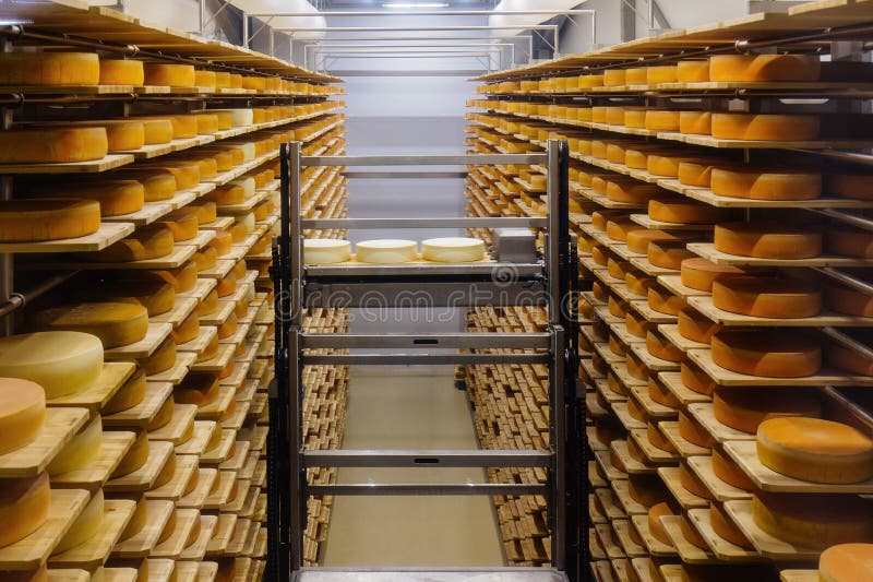 Loading Machine Working at Cheese Warehouse Stock Photo - Image of ...