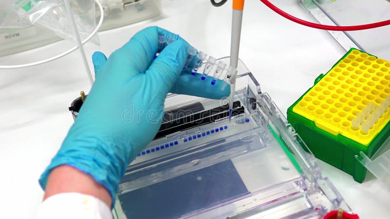 Loading the PCR Reaction on the Agarose Gel for the Electrophorese ...