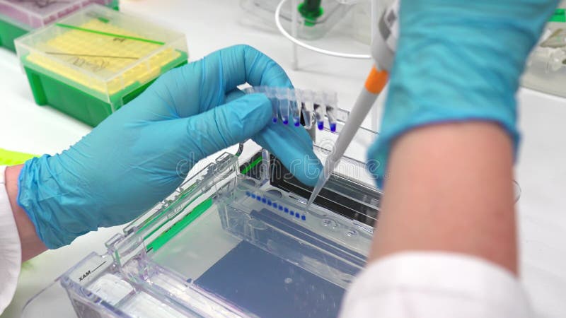 Loading the PCR Reaction on the Agarose Gel for the Electrophorese ...