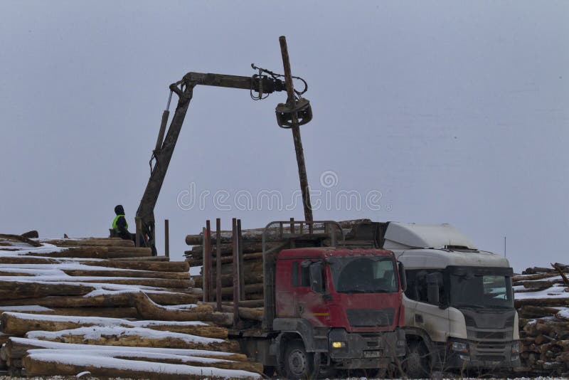 Loading of Roundwood on Timber Yard Stock Photo - Image of place, lorry ...