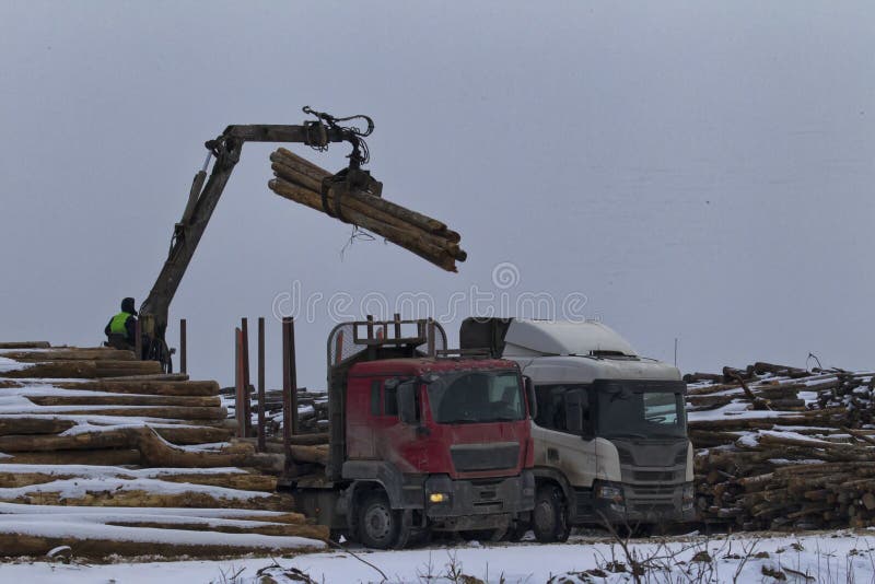 Loading of Roundwood on Timber Yard Stock Photo - Image of place, lorry ...