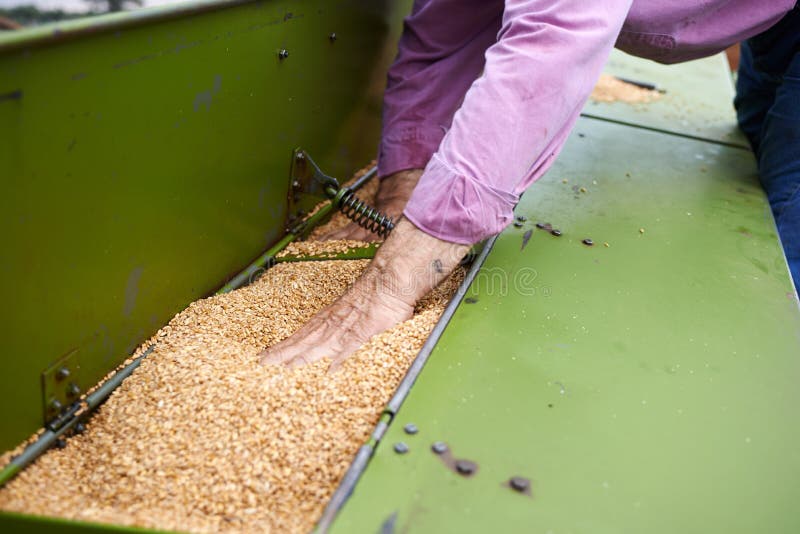 Loading Seeding Machine with Wheat Seeds and Fertilizer Stock Image ...