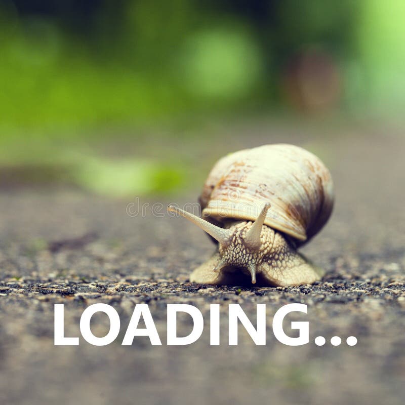 Loading. Small Brown Snail. Stock Photo - Image of gardening, food ...
