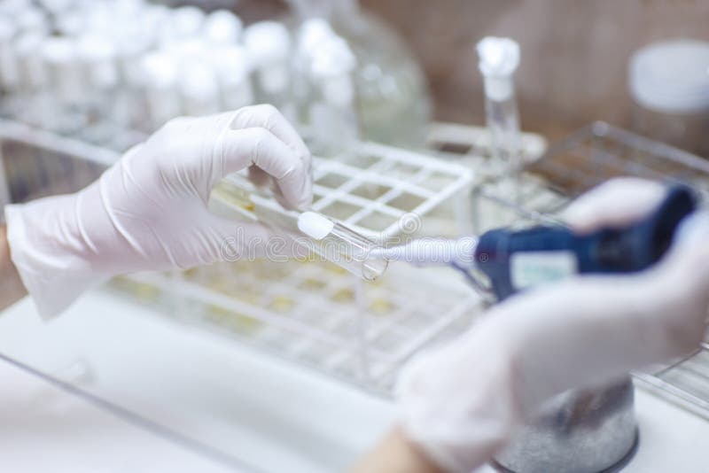 Loading Samples into Gel for Electrophoresis Stock Image - Image of ...