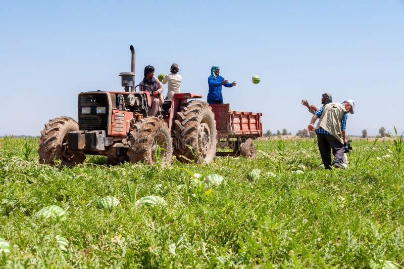 Loading Watermelons on the Tractor Editorial Image - Image of fields ...