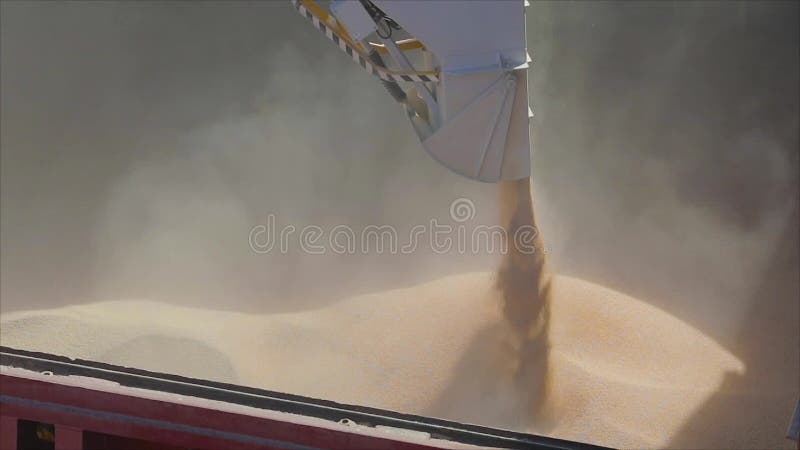 Loading Wheat into a Tanker, a Ship with Wheat. Loading Grain into a ...