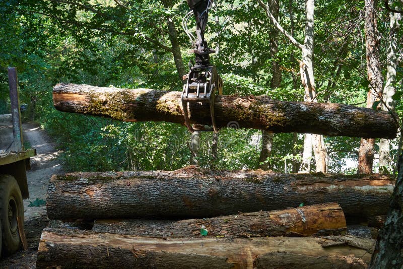 Loading of Wood by Manipulator Stock Image - Image of manipulator ...