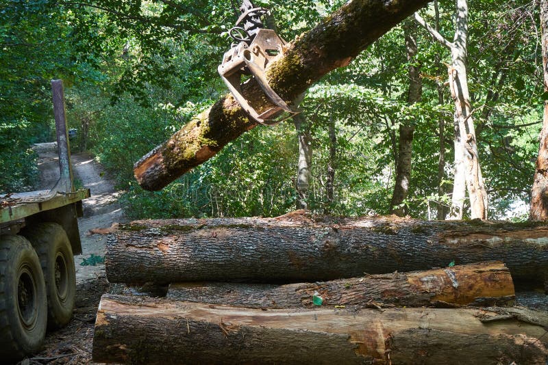 Loading of Wood by Manipulator Stock Image - Image of scene, handling ...