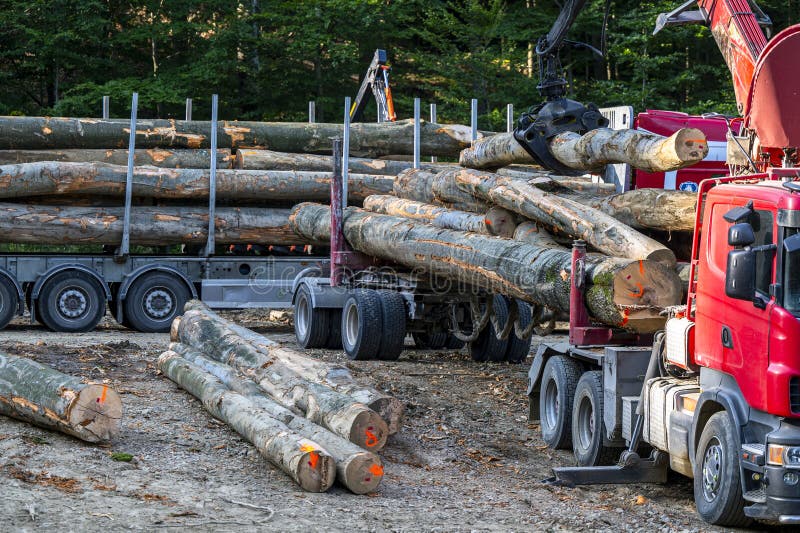 Loading Wood Onto a Truck in the Forest Stock Photo - Image of wood ...