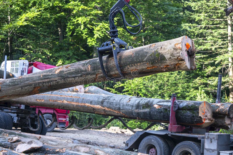 Loading Wood Onto a Truck in the Forest Stock Image - Image of forest ...